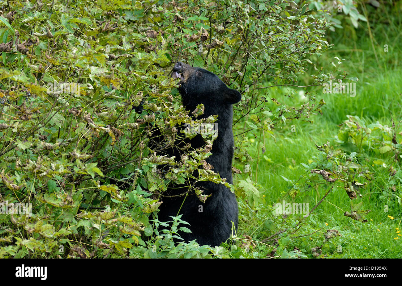Side view black bear feeding hi-res stock photography and images - Alamy