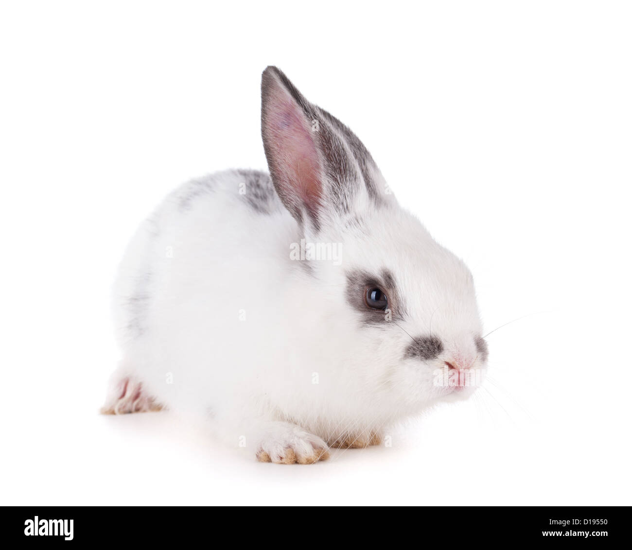 Small rabbit on a white background Stock Photo - Alamy