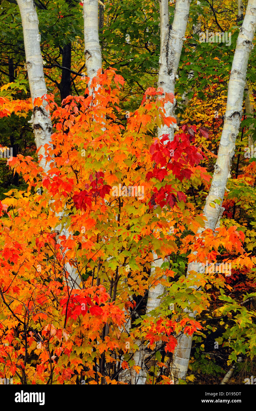 Trunks fall birch trees among hi-res stock photography and images - Alamy