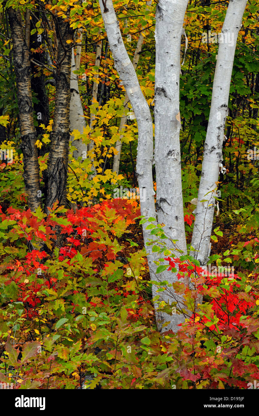 Transitioning trees hi-res stock photography and images - Alamy