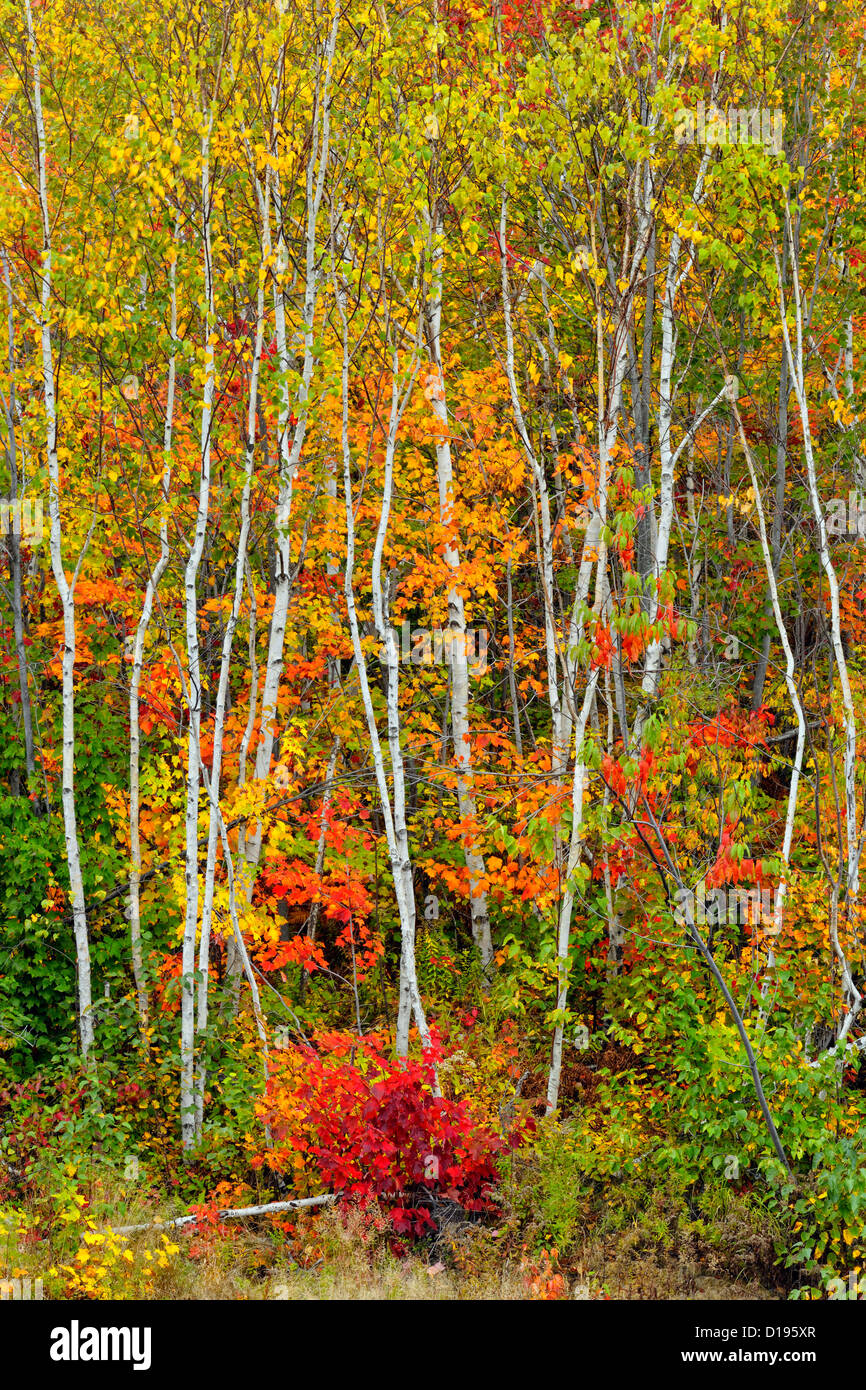 Red maple tree among white birch tree trunks, Greater Sudbury, Ontario ...