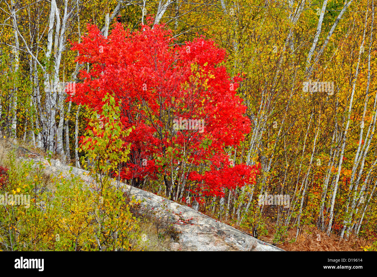 A red maple with autumn foliage on a rock outcrop, Wanup, Ontario ...