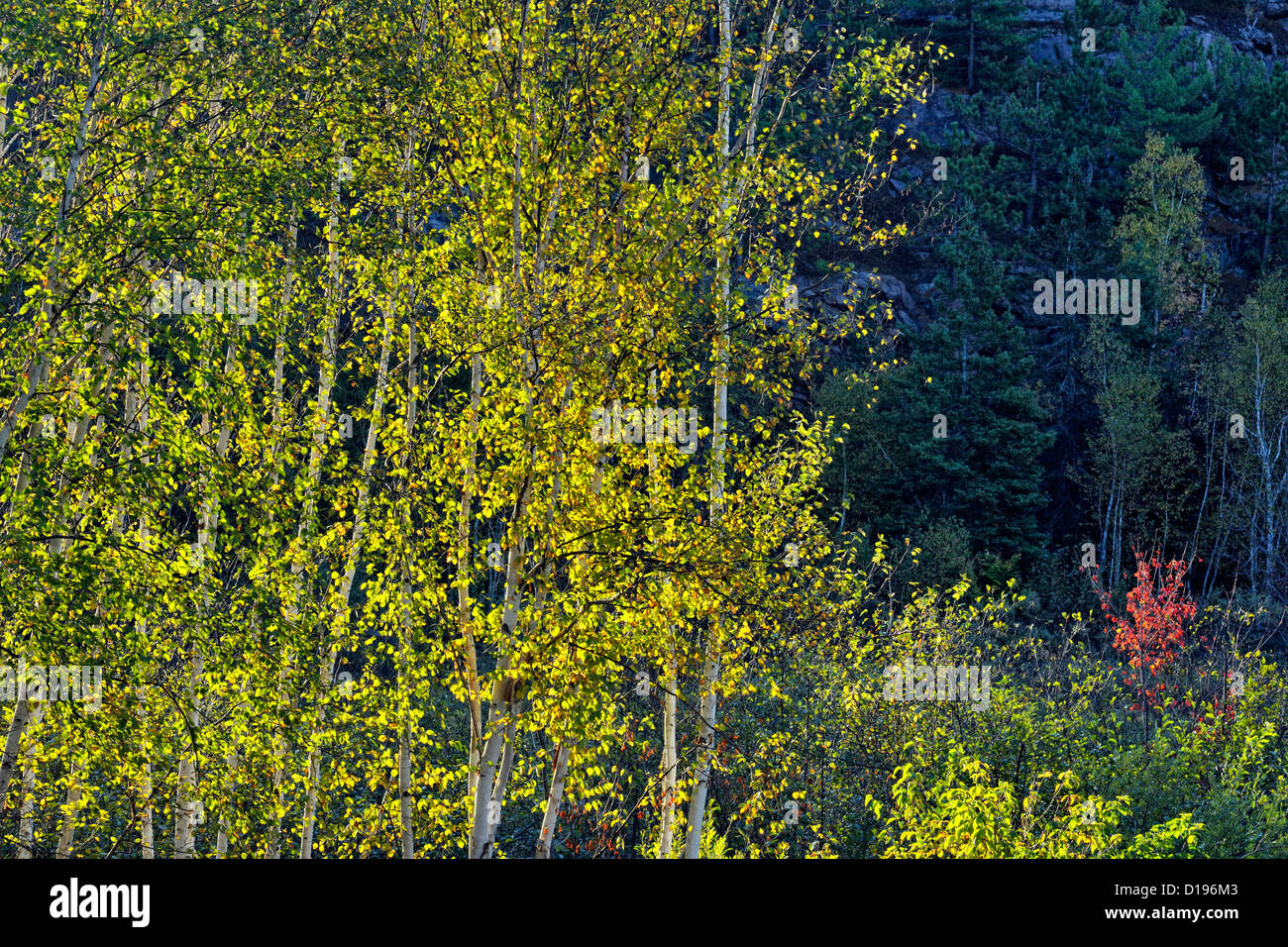 A birch woodlot in early autumn, Wanup, Ontario, Canada Stock Photo - Alamy