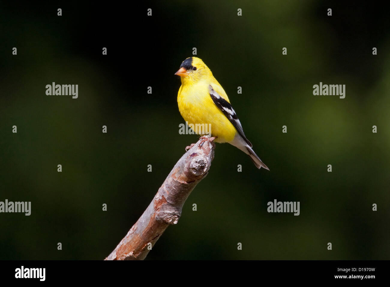 American goldfinch hi-res stock photography and images - Alamy
