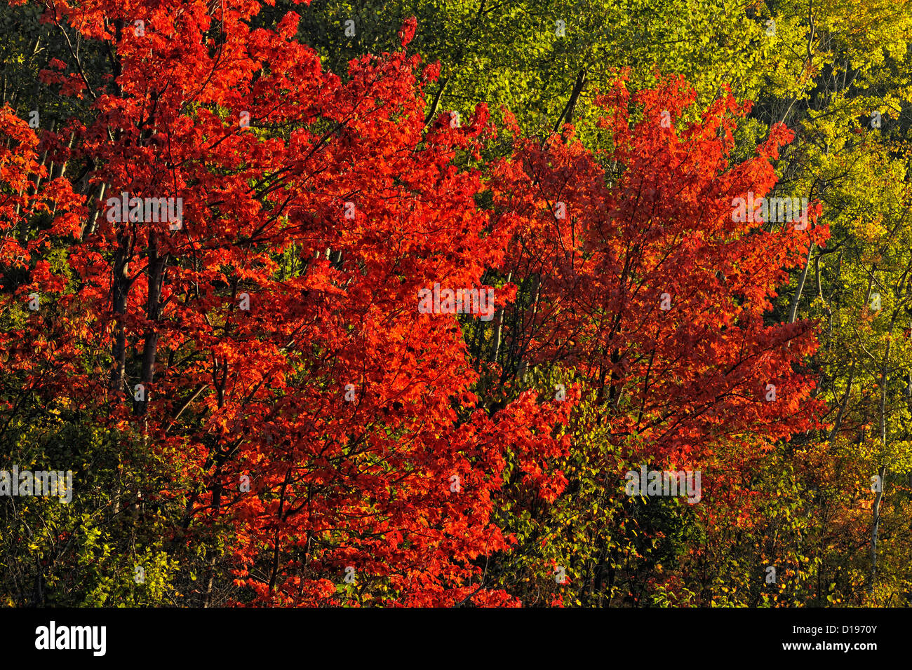 A red maple tree in a grove of aspen trees, Greater Sudbury, Ontario ...