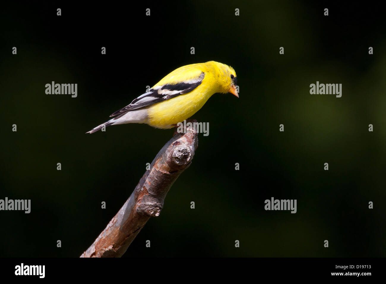 Eastern goldfinch hi-res stock photography and images - Alamy