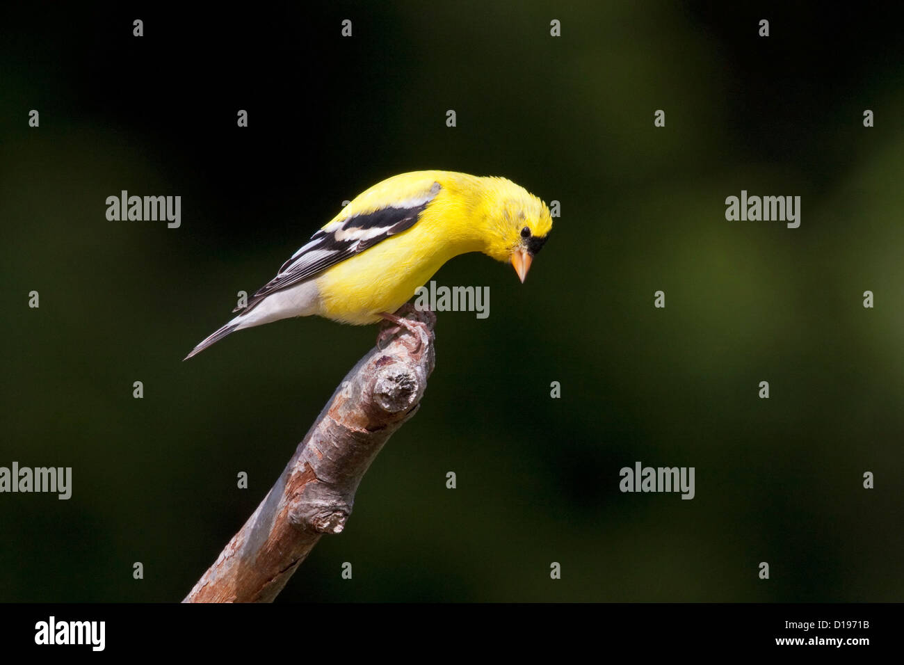 Eastern goldfinch hi-res stock photography and images - Alamy
