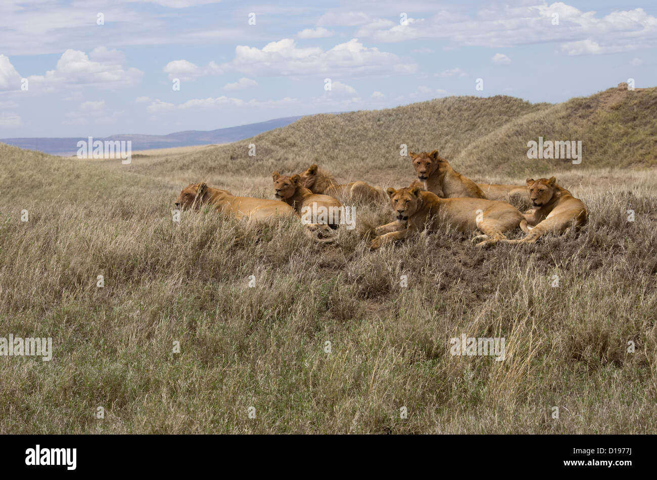 Pride of lions in Ngorongoro Tanzania Stock Photo - Alamy