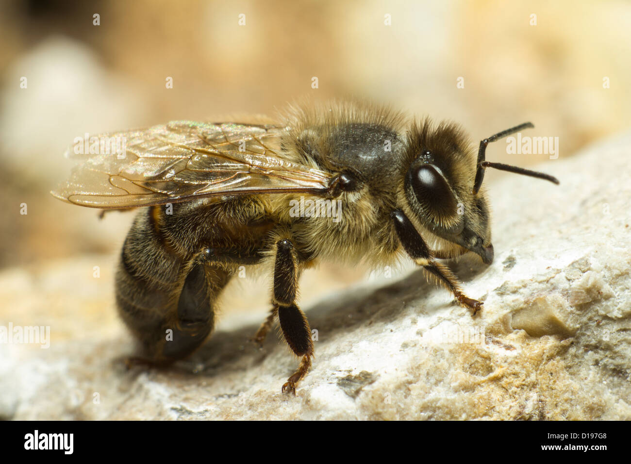 Portrait of a honey bee Stock Photo - Alamy