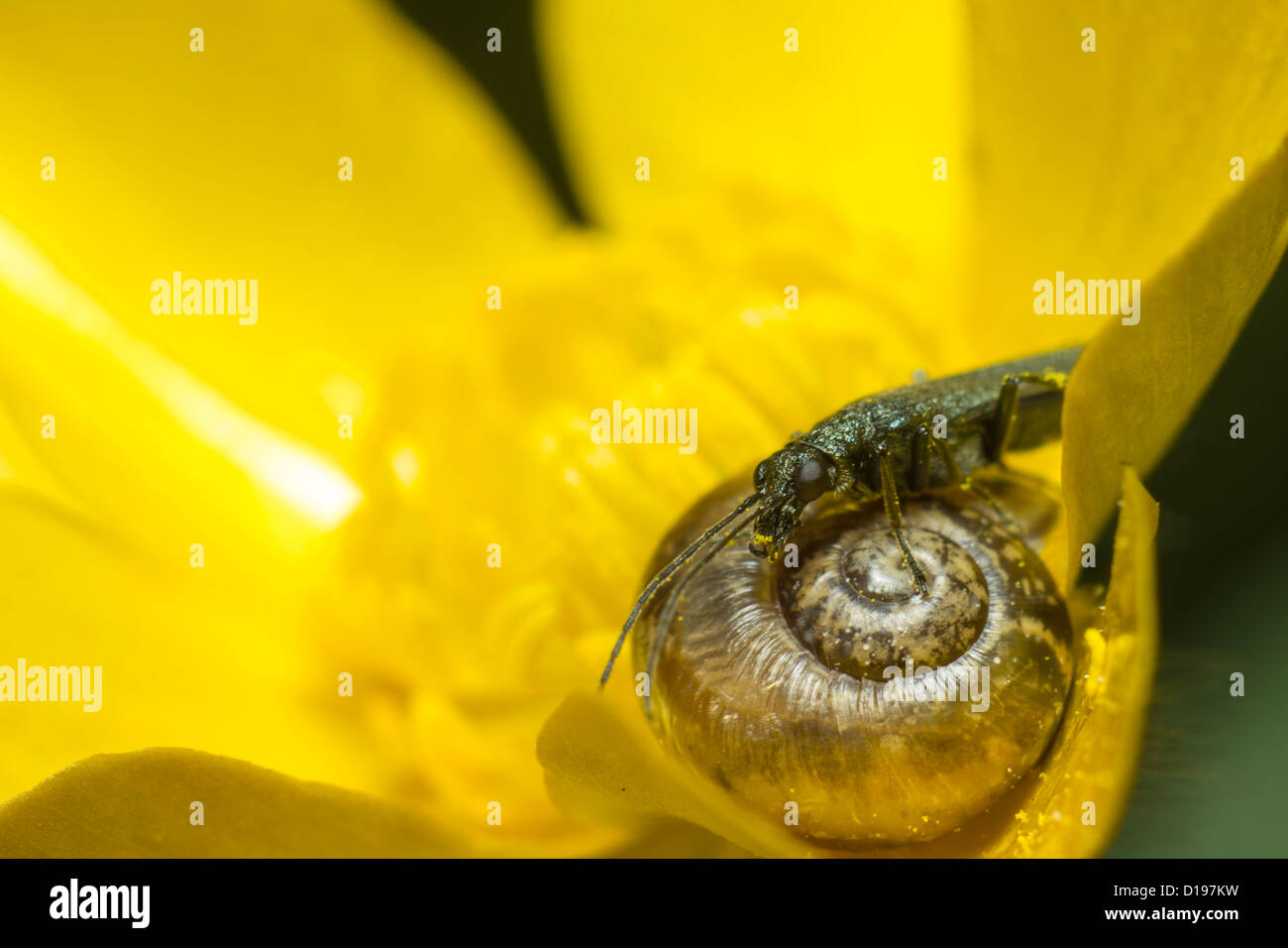 Portrait of a bug Stock Photo - Alamy