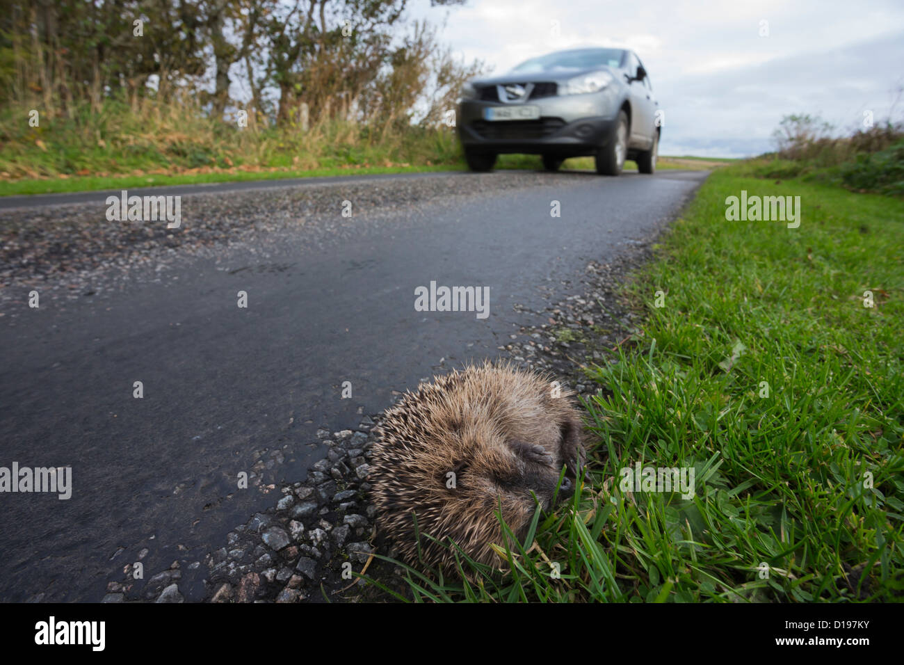 Dead Hedgehog Stock Photos & Dead Hedgehog Stock Images - Alamy
