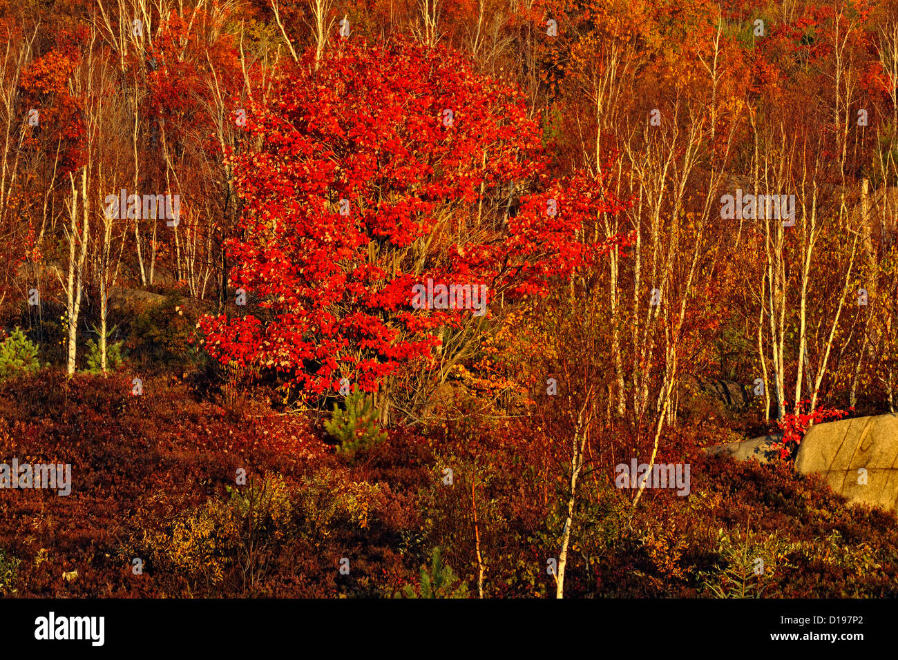 Transitioning trees hi-res stock photography and images - Alamy