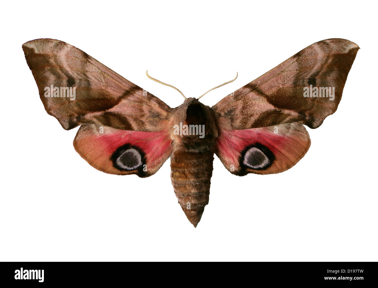 Sphingidae hi-res stock photography and images - Alamy