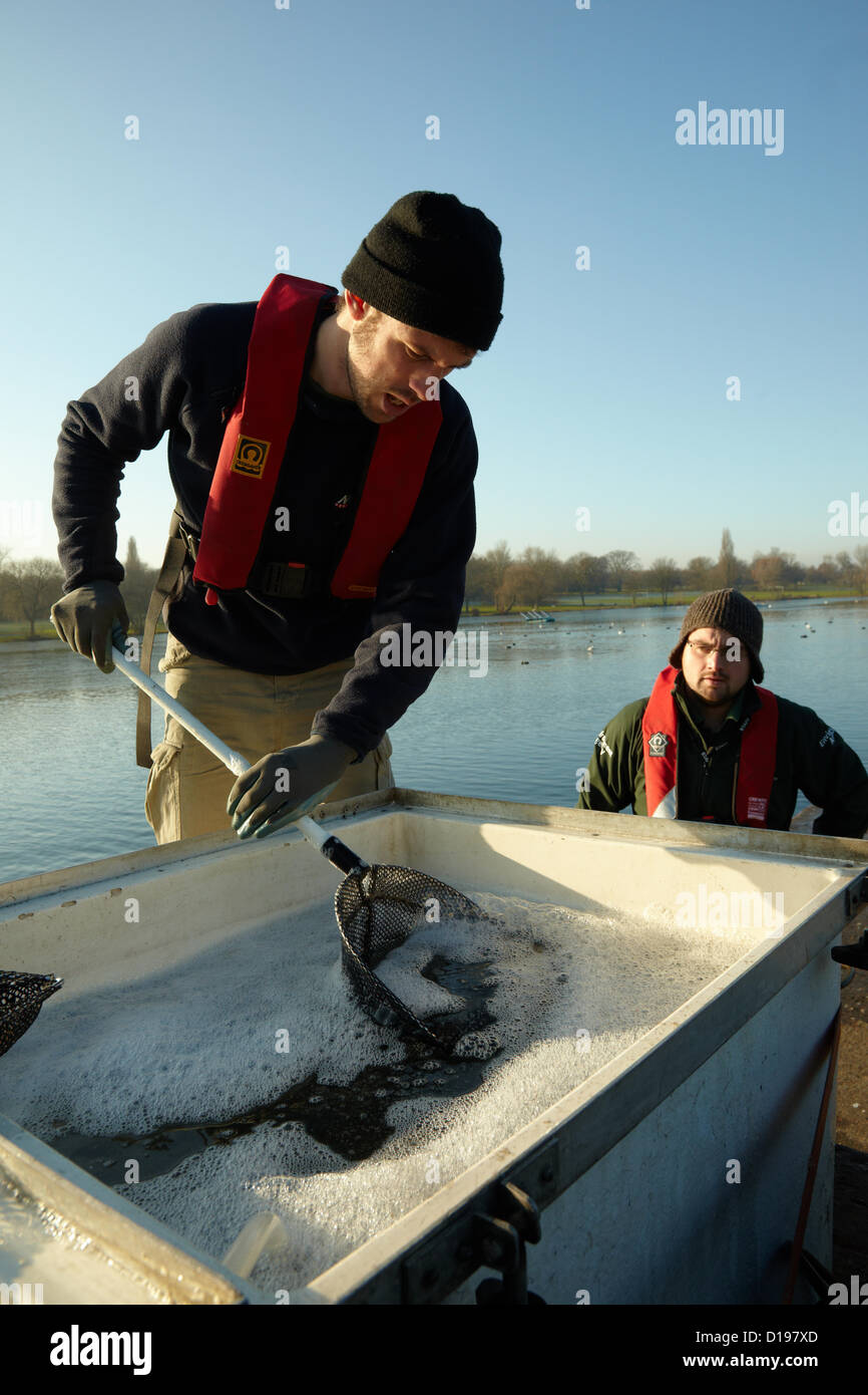 Young fish release uk hi-res stock photography and images - Alamy