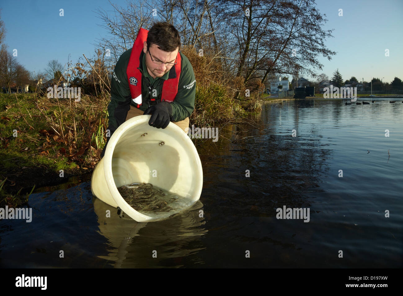 The release of hundreds of new fish into Danson Lake, Bexley, Kent, UK Stock Photo - Alamy