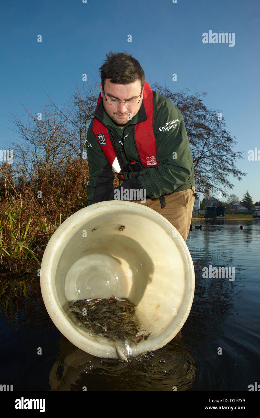 The release of hundreds of new fish into Danson Lake, Bexley, Kent, UK Stock Photo - Alamy