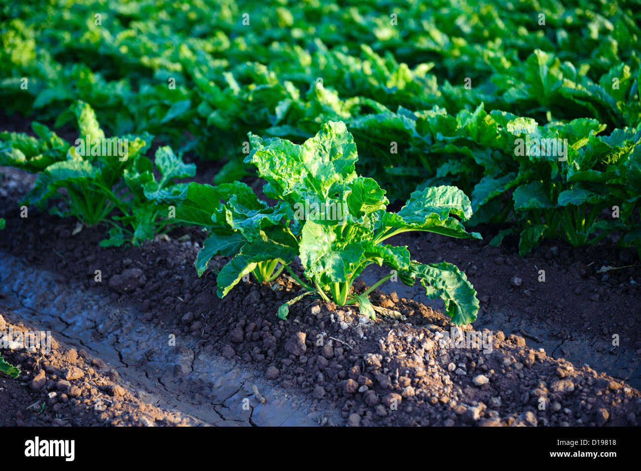 Sugar Beet field in the Imperial Valley of California Stock Photo - Alamy