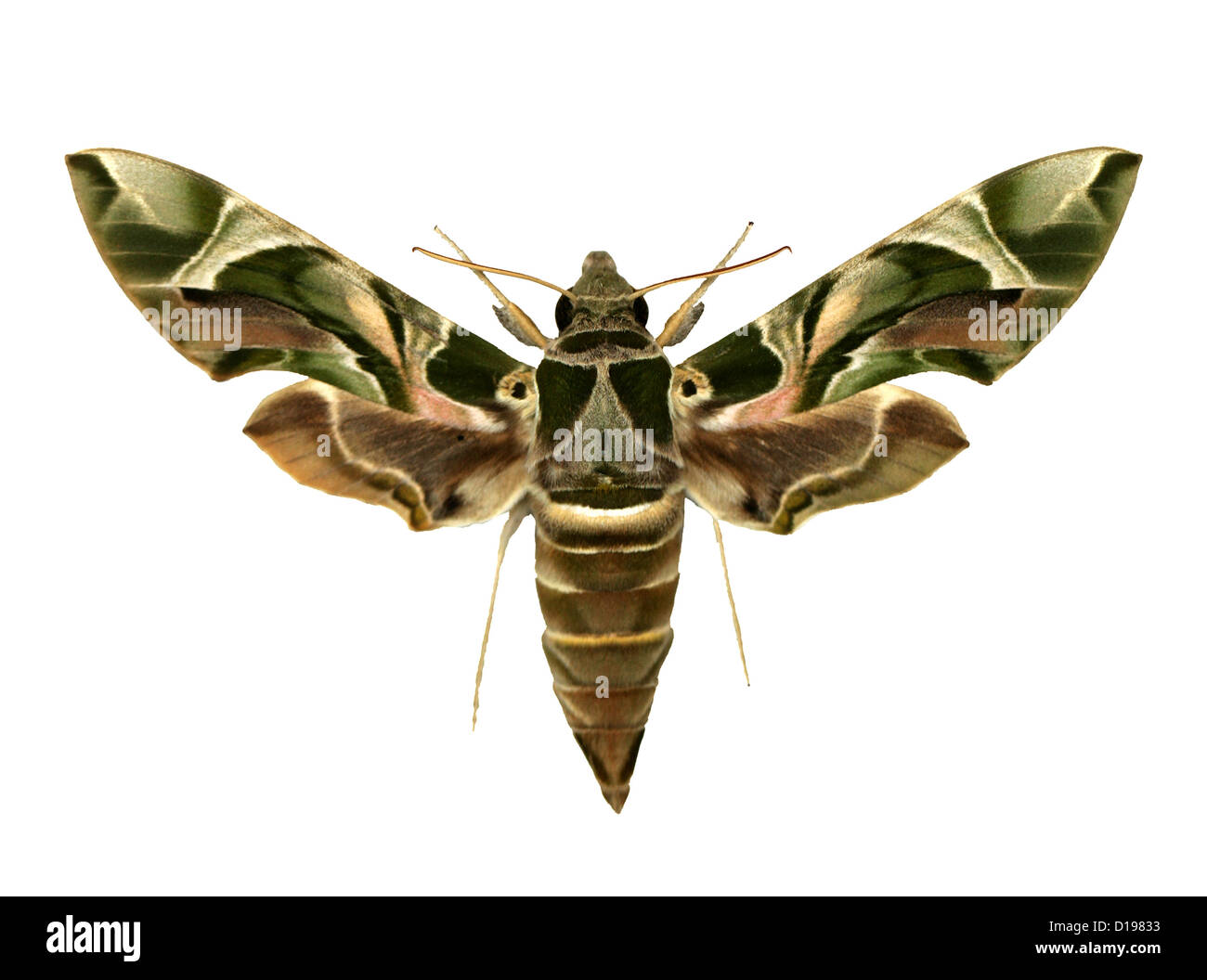 Mounted insects hi-res stock photography and images - Alamy