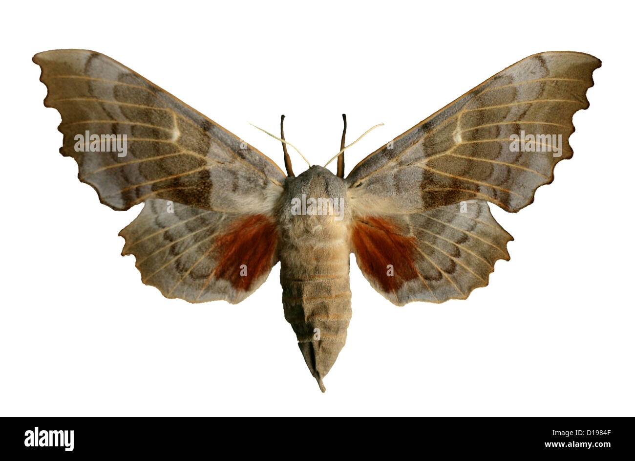 Poplar Hawk-moth, Laothoe populi, Sphinginae, Sphingidae, Lepidoptera ...