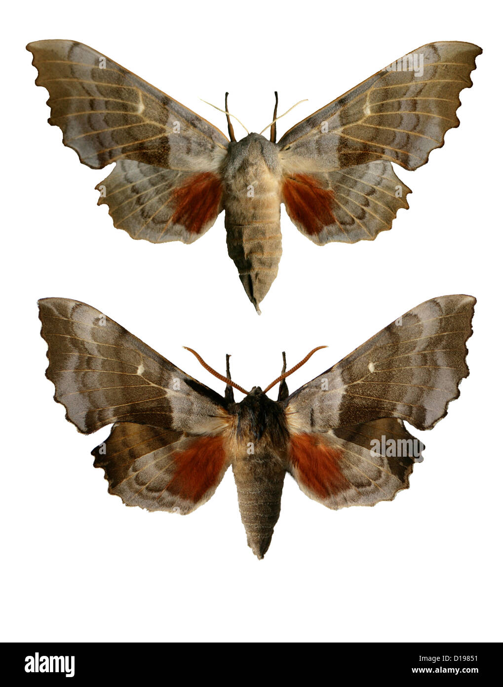 Mounted insects hi-res stock photography and images - Alamy