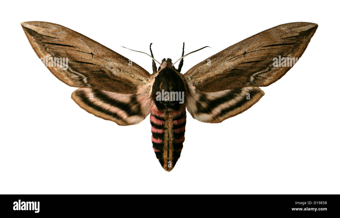 Mounted insects hi-res stock photography and images - Alamy