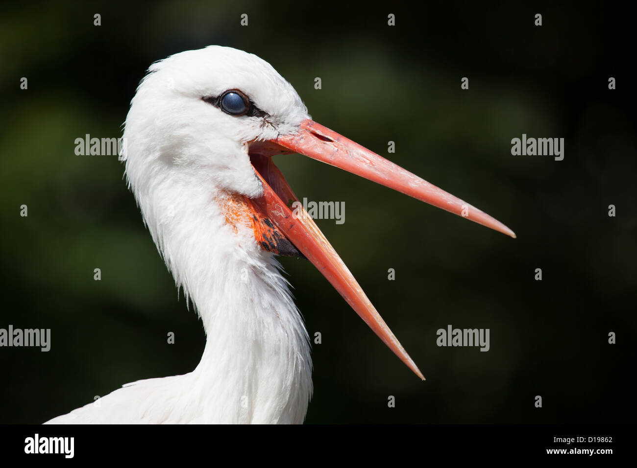 Stork with open beak Stock Photo - Alamy