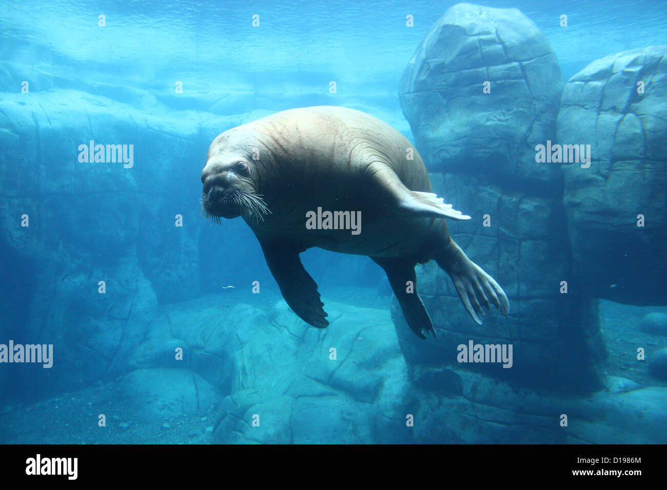 Hunt Walrus High Resolution Stock Photography and Images - Alamy