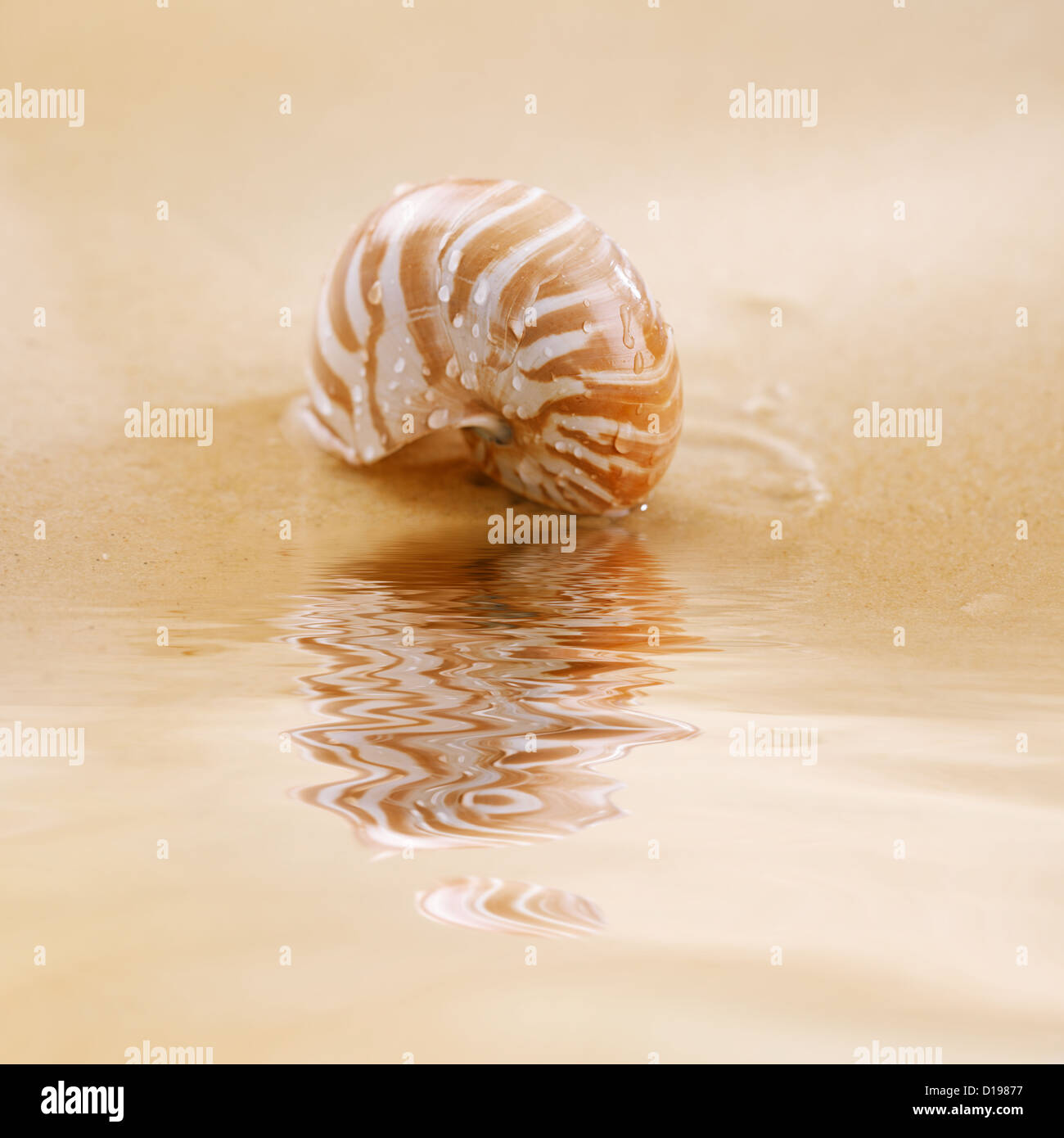 nautilus sea shell close up on a sand shore Stock Photo - Alamy