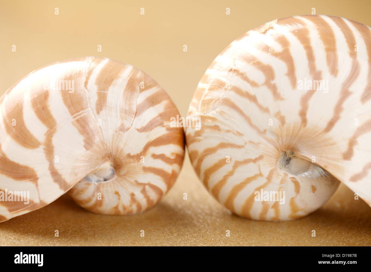 Nautilus shell two hi-res stock photography and images - Alamy