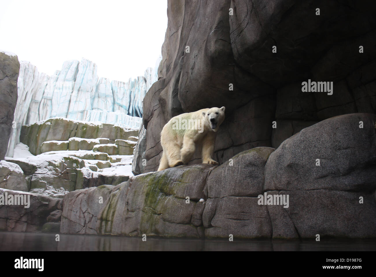 Ice Bear Zoo High Resolution Stock Photography and Images - Alamy