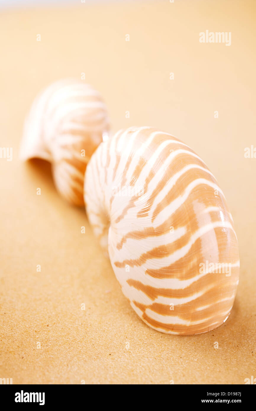 two nautilus sea shells close up on a sand shore Stock Photo - Alamy