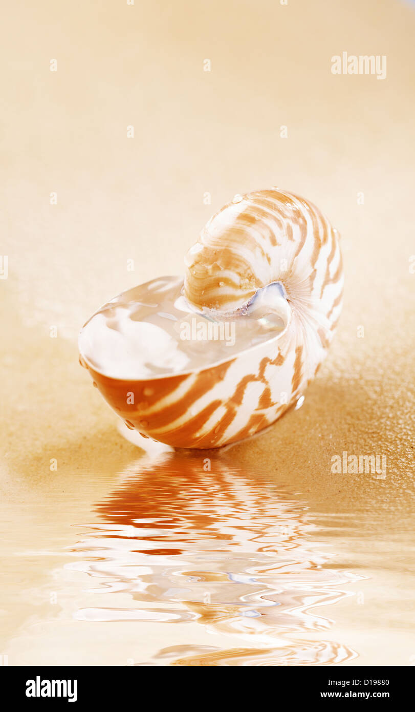 Nautilus sea shell hi-res stock photography and images - Alamy