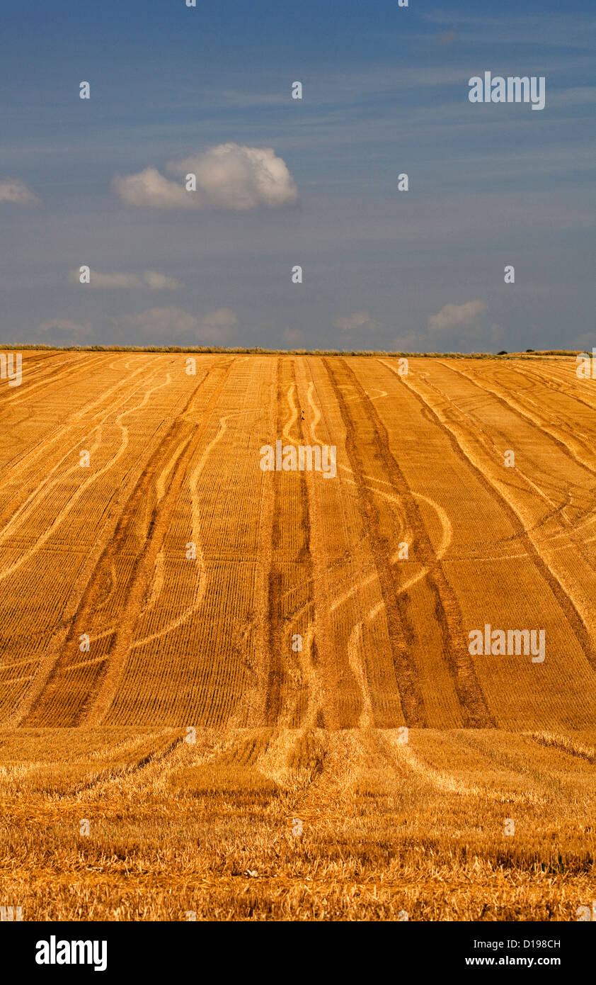 Fields of stubble with patterns left by harvesters after wheat has been ...