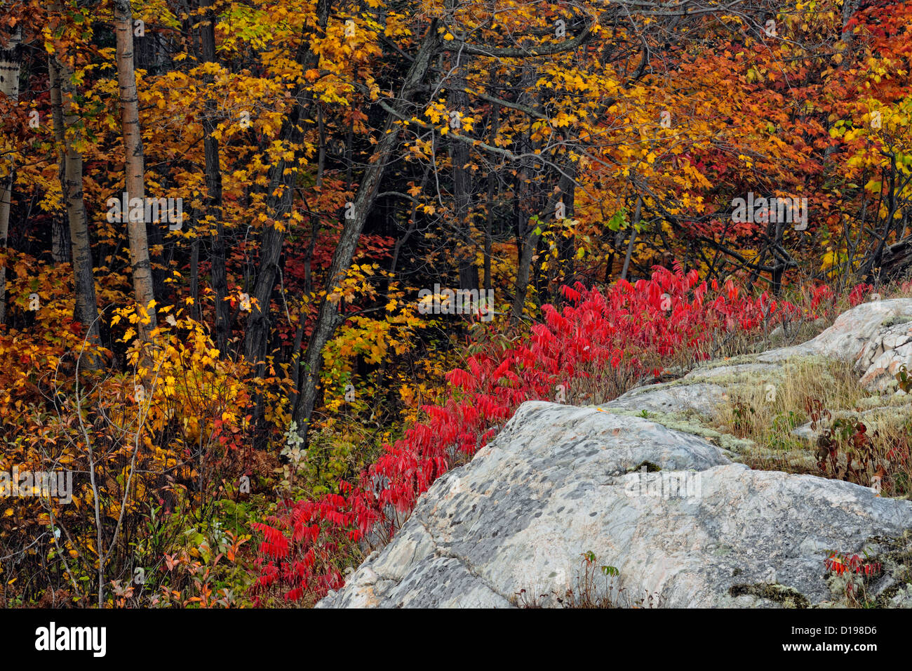 Sumac colony hi-res stock photography and images - Alamy