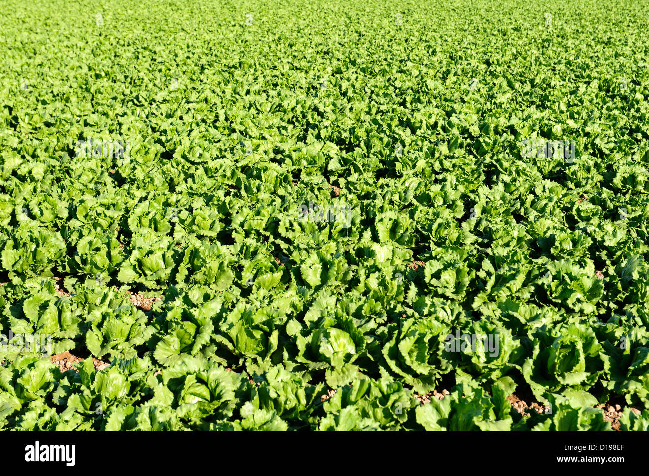 Lettuce field in the Imperial Valley, California Stock Photo - Alamy
