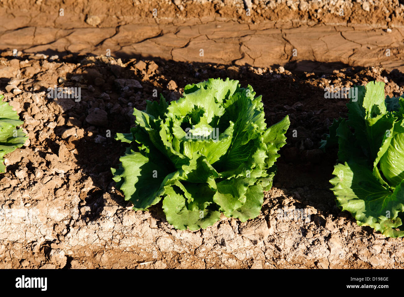 Lettuce field in the Imperial Valley, California Stock Photo - Alamy