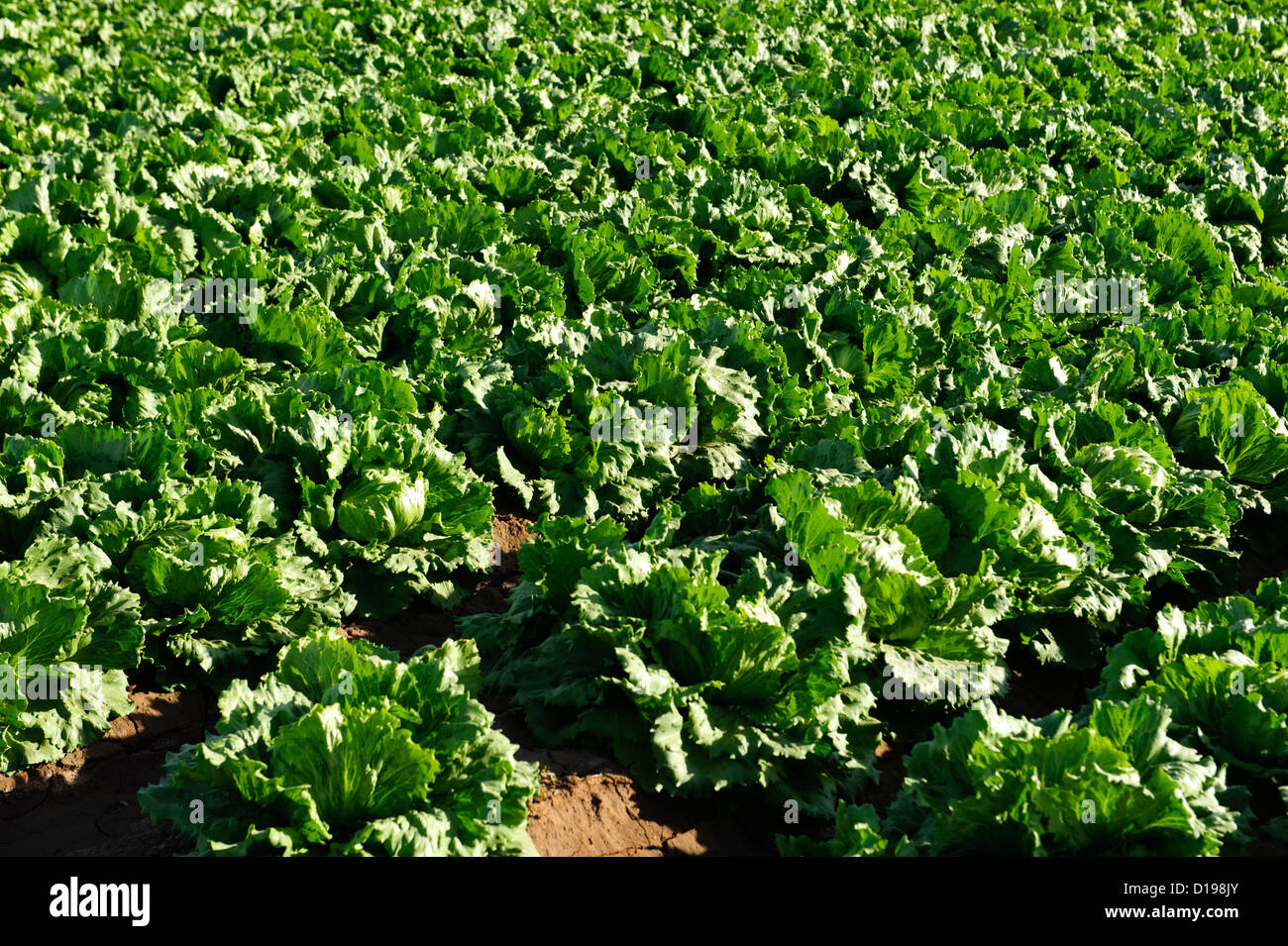 Lettuce field in the Imperial Valley, California Stock Photo - Alamy