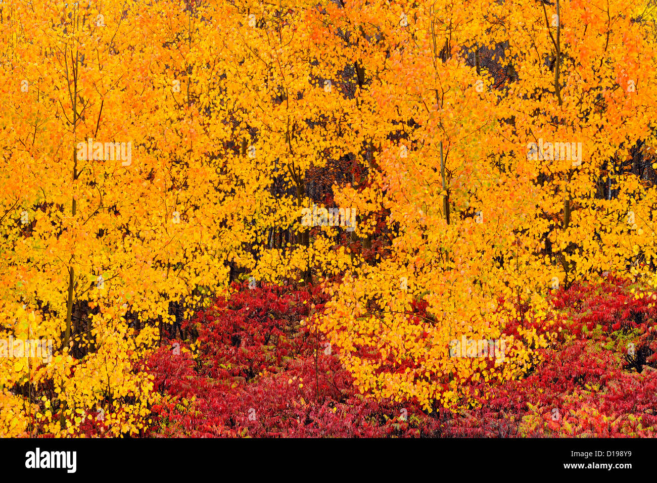 Autumn trembling aspens and staghorn sumac, Greater Sudbury, Ontario ...