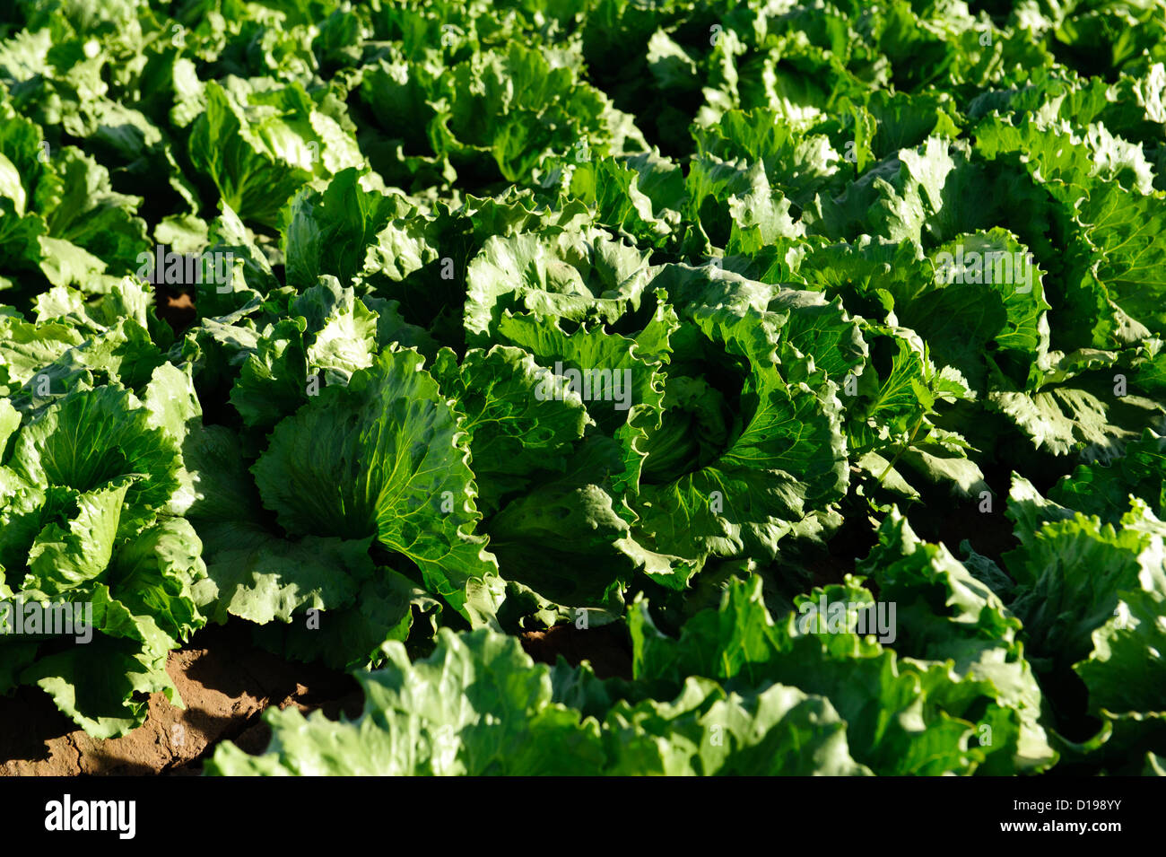 Imperial valley lettuce hi-res stock photography and images - Alamy