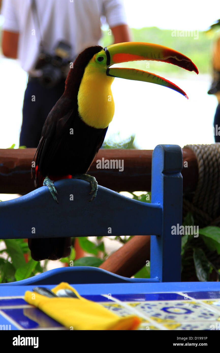 Toco toucan chick hi-res stock photography and images - Alamy