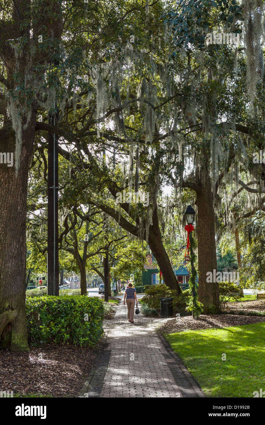 Spanish moss savannah georgia hi-res stock photography and images - Alamy