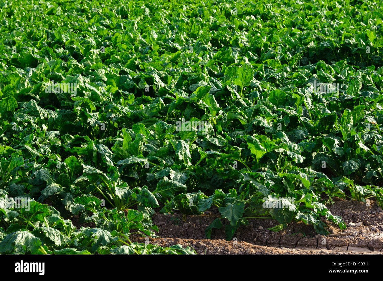 Sugar Beet Field