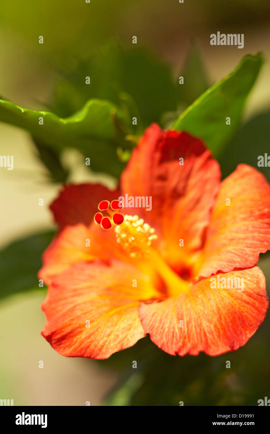 French Polynesia, Tahiti, Maupiti, Hibiscus Flower Stock Photo - Alamy
