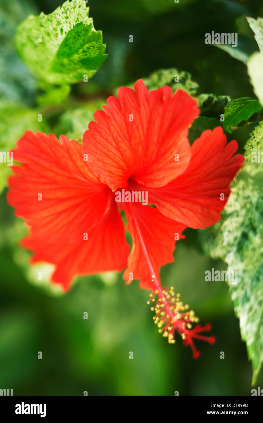 French Polynesia, Tahiti, Maupiti, Red Hibiscus Flower Stock Photo - Alamy