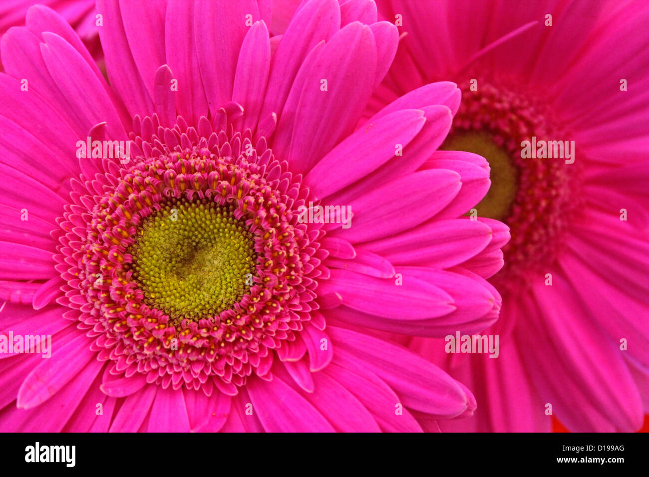 Close-up of a gerbera Stock Photo - Alamy