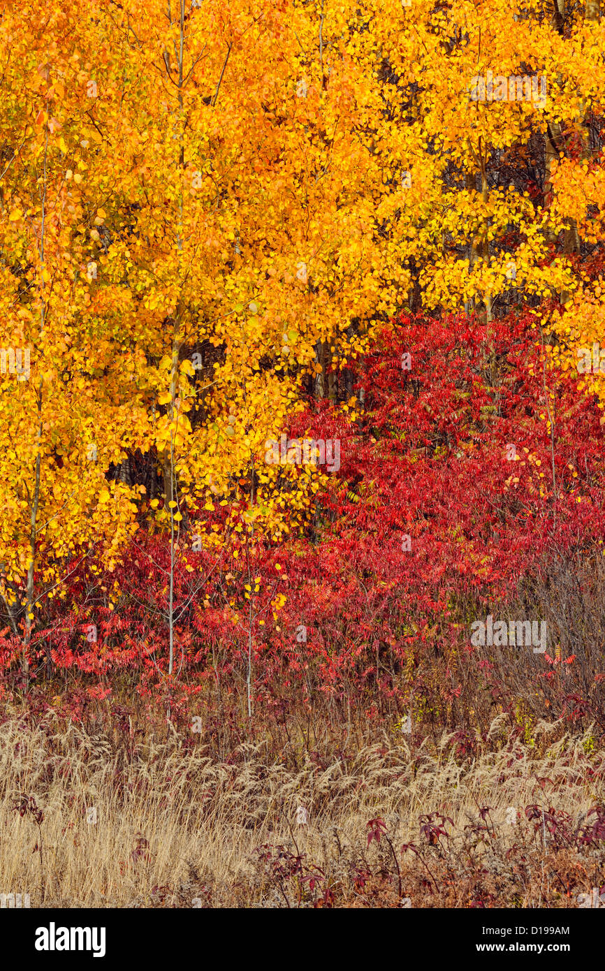 Autumn trembling aspens and staghorn sumac, Greater Sudbury, Ontario ...