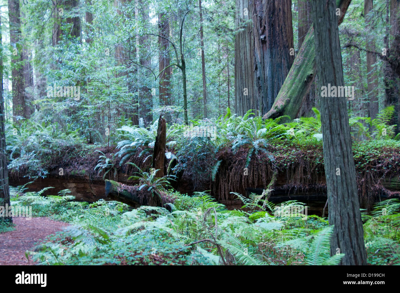 Fallen redwood trees ferns on hi-res stock photography and images - Alamy