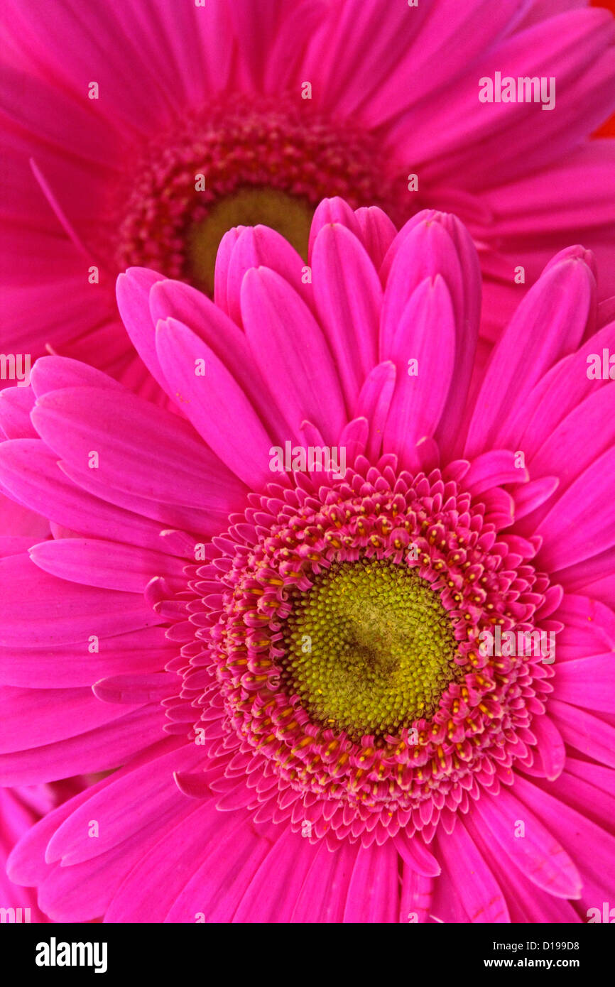 Close-up of a gerbera Stock Photo - Alamy