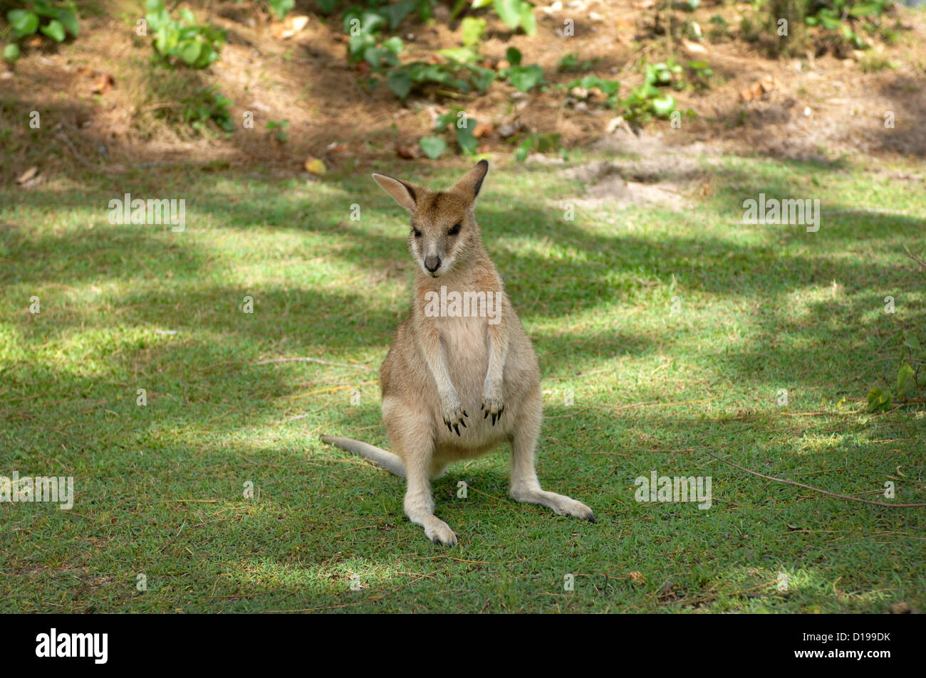 Golden wallaby at Couran Cove Resort, South Stradbroke Island ...
