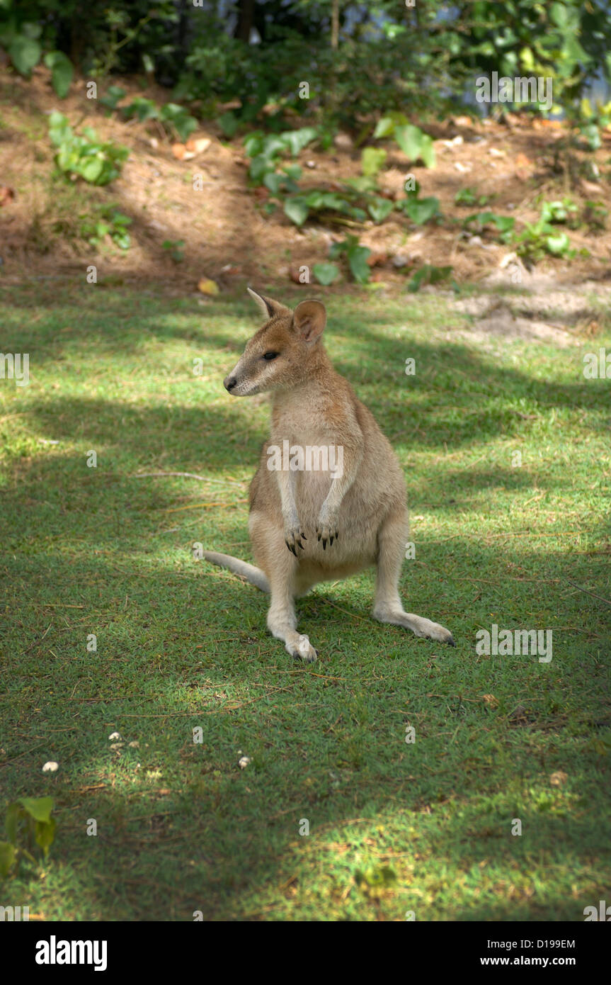 South stradbroke island wallabies hi-res stock photography and images ...